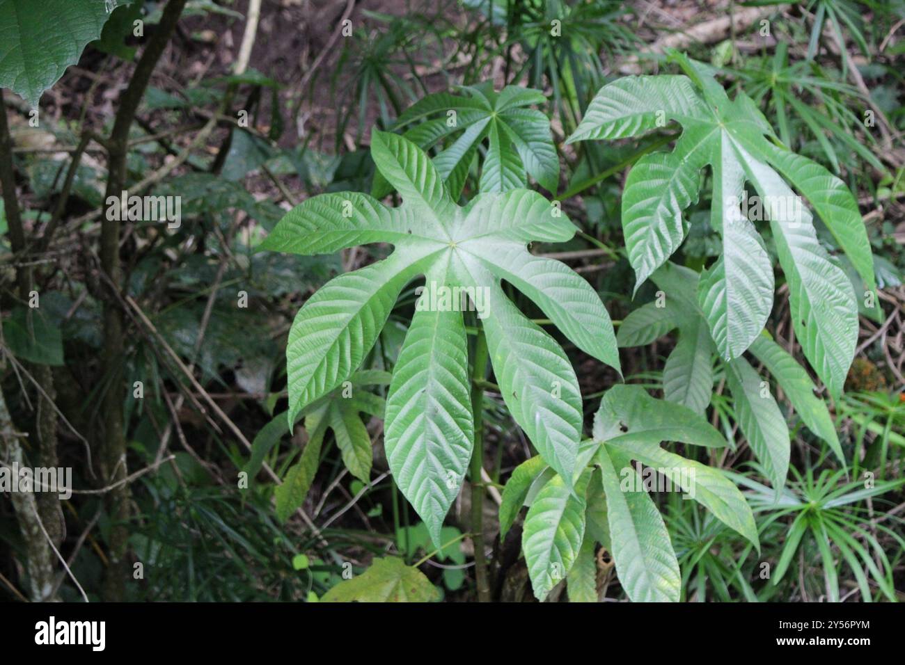 trumpet-tree (Cecropia obtusifolia) Plantae Stock Photo - Alamy