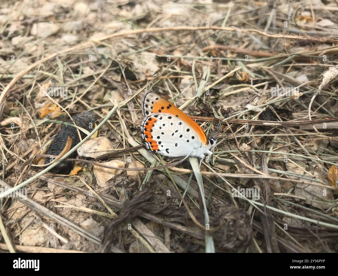 Bronze Copper (Tharsalea hyllus) Insecta Stock Photo - Alamy