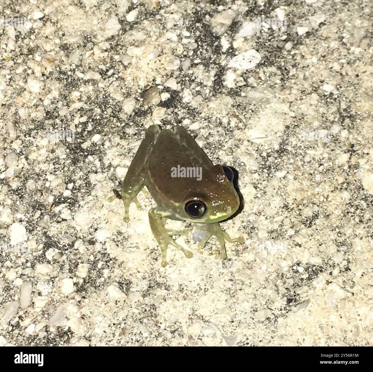 Cuban Tree Frog (Osteopilus septentrionalis) Amphibia Stock Photo - Alamy