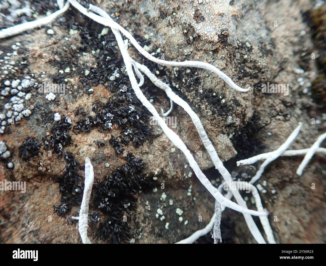 Whiteworm Lichen (Thamnolia vermicularis) Fungi Stock Photo - Alamy