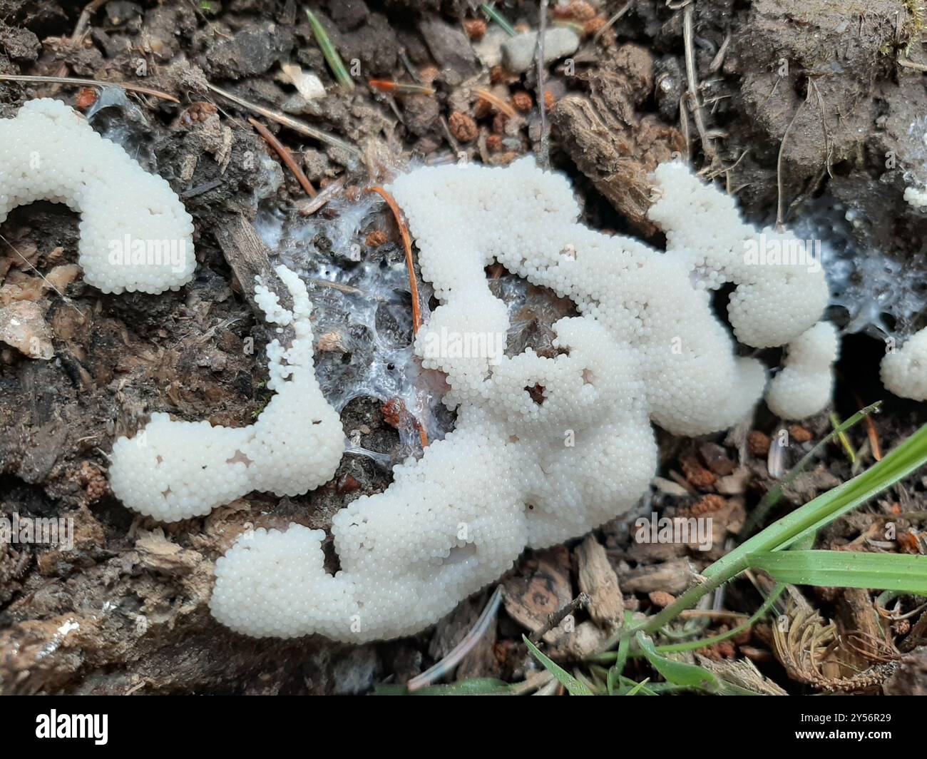 true slime molds (Myxomycetes) Protozoa Stock Photo - Alamy