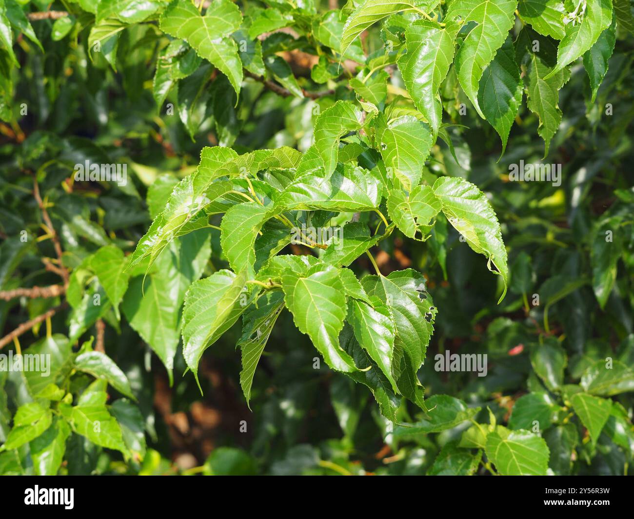 Korean mulberry (Morus indica) Plantae Stock Photo - Alamy
