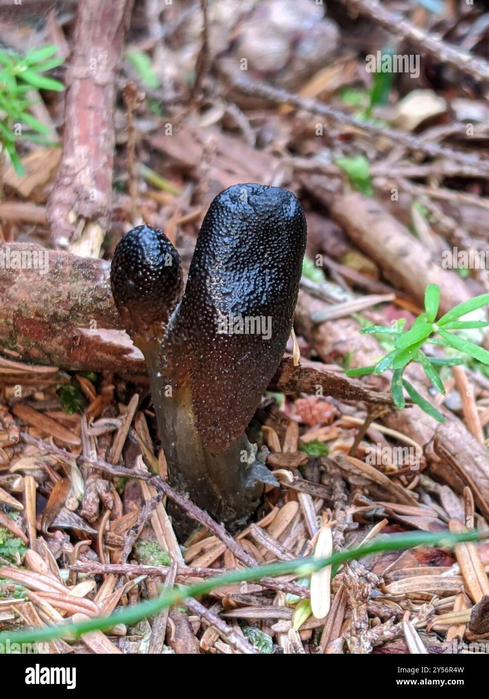 Snaketongue Truffleclub (Tolypocladium ophioglossoides) Fungi Stock ...