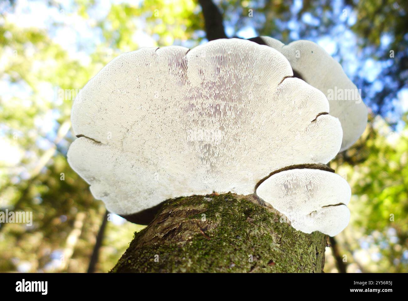 Thin-walled Maze Polypore (Daedaleopsis confragosa) Fungi Stock Photo ...