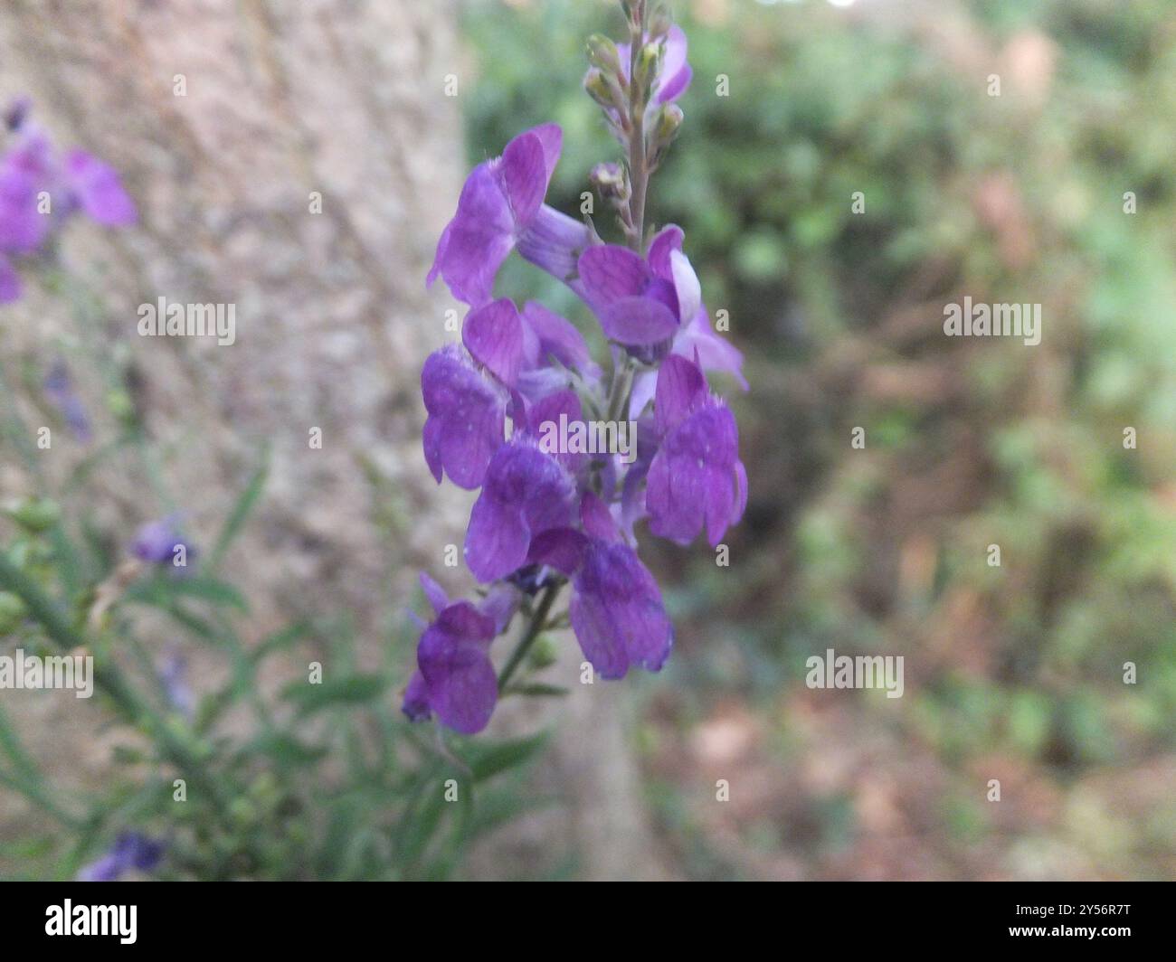Purple Toadflax (Linaria purpurea) Plantae Stock Photo - Alamy