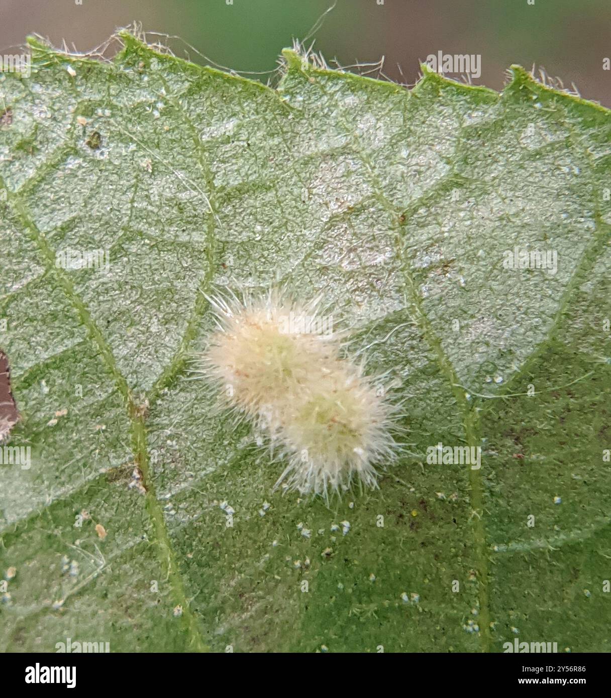 Hickory Placenta Gall Midge (Caryomyia thompsoni) Insecta Stock Photo ...