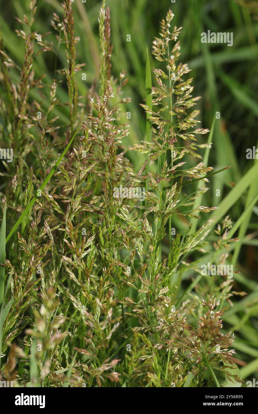 colonial bent (Agrostis capillaris) Plantae Stock Photo - Alamy