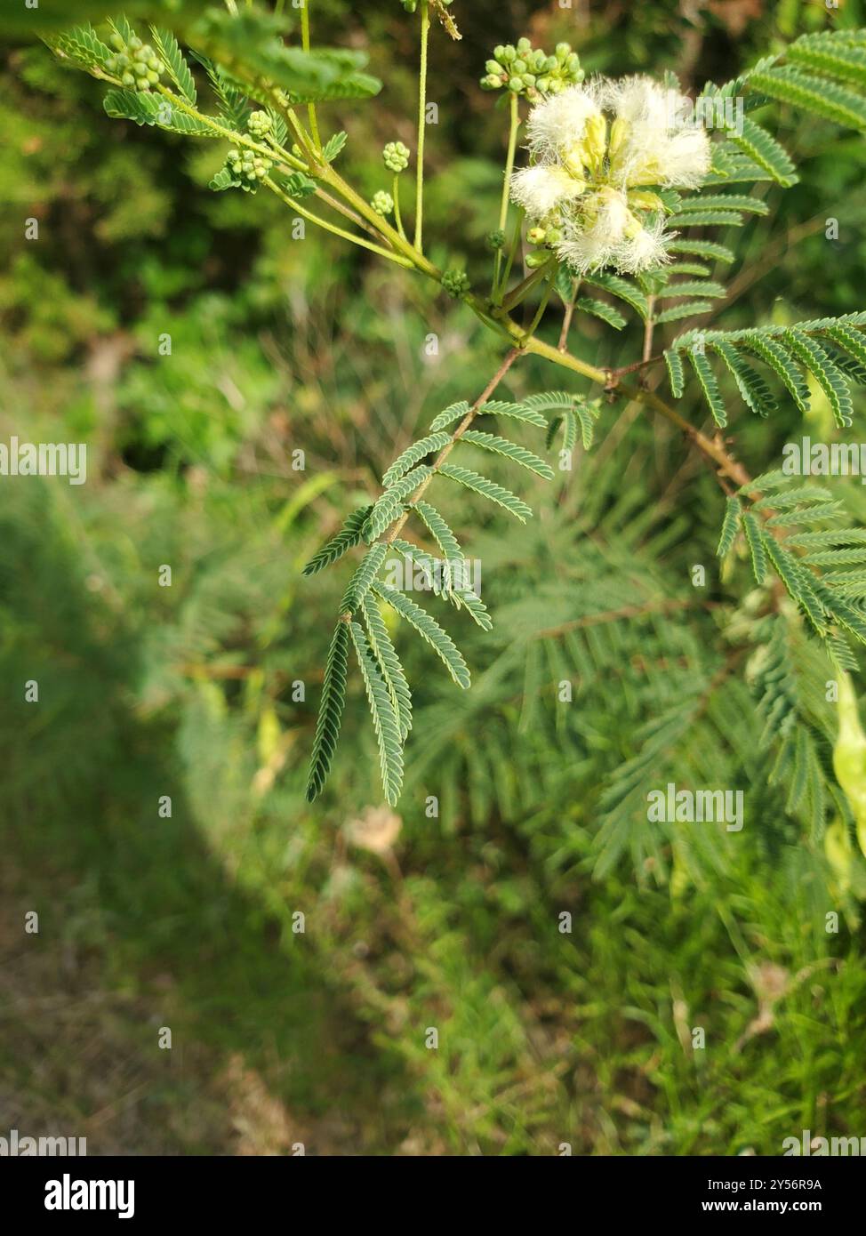 prairie acacia (Acaciella angustissima) Plantae Stock Photo - Alamy