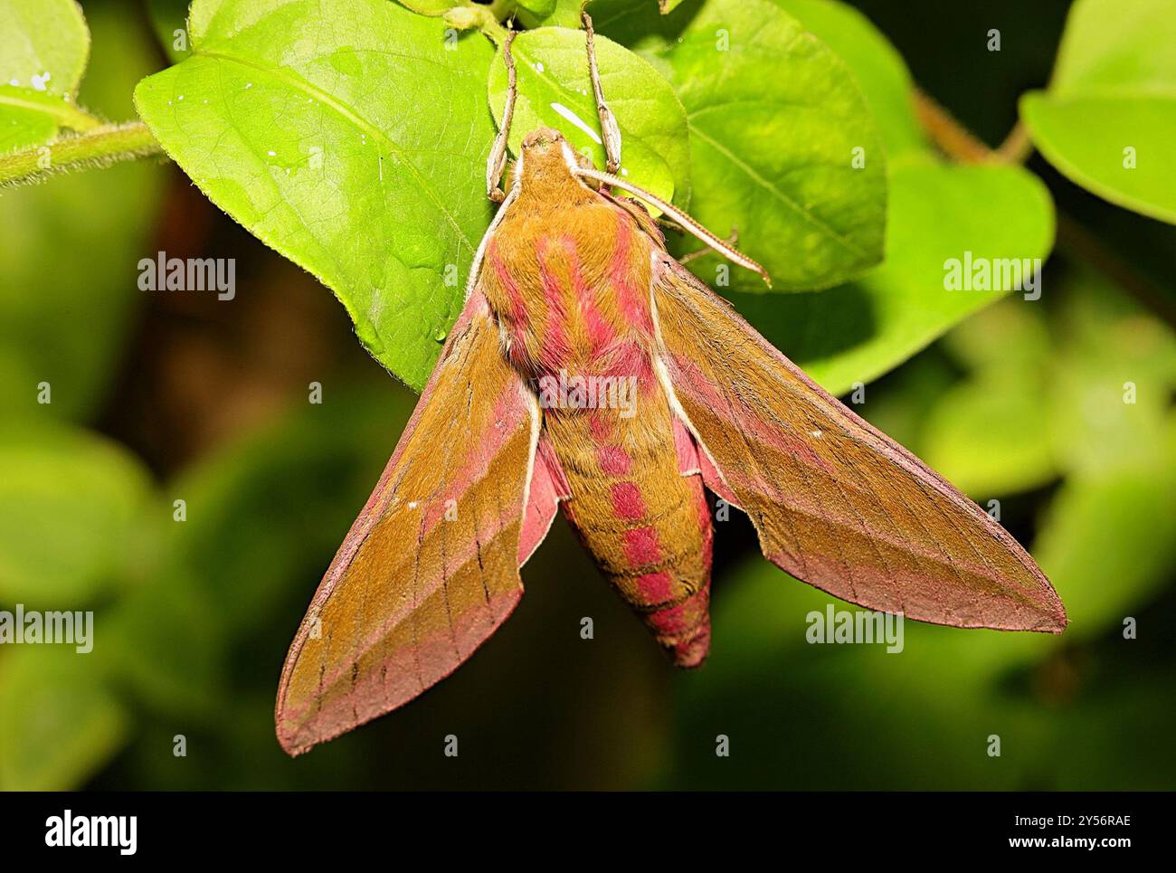Elephant Hawkmoth (Deilephila elpenor) Insecta Stock Photo - Alamy