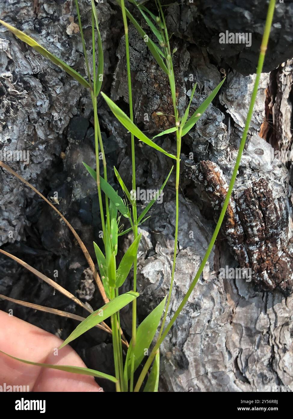 White-edged Witchgrass (Dichanthelium tenue) Plantae Stock Photo - Alamy
