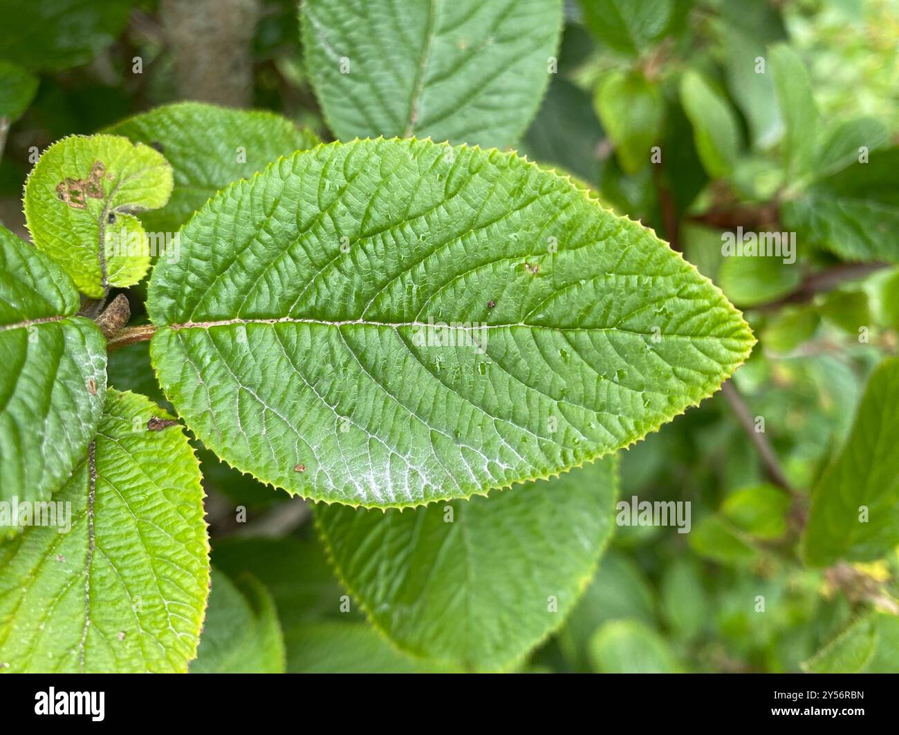 Wayfaring-tree (Viburnum lantana) Plantae Stock Photo - Alamy