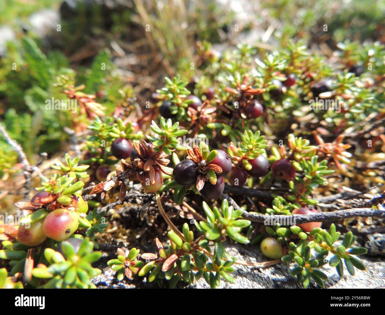 black crowberry (Empetrum nigrum) Plantae Stock Photo - Alamy