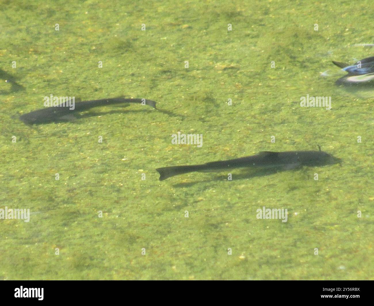 Black Bullhead (Ameiurus melas) Actinopterygii Stock Photo - Alamy