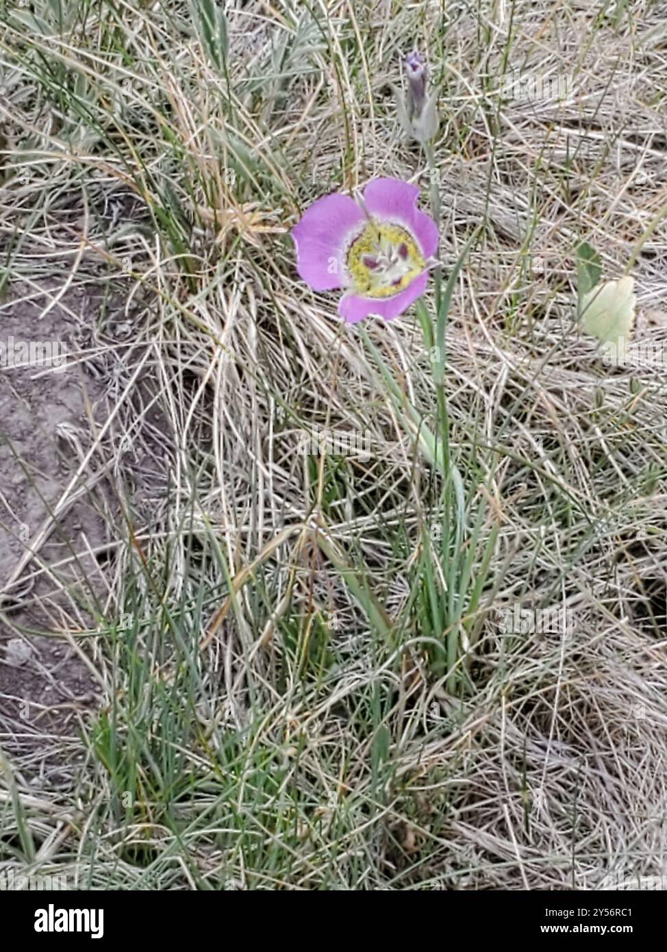 Gunnison's Mariposa Lily (Calochortus gunnisonii) Plantae Stock Photo ...