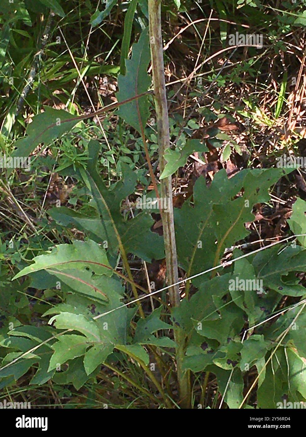 Kidney-leaf Rosinweed (Silphium compositum) Plantae Stock Photo - Alamy