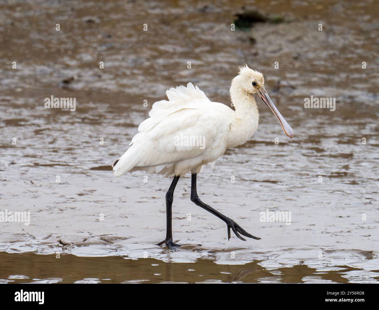 Eurasian Spoonbill, Platalea leucorodia in Cley Next the Sea, Norfolk ...