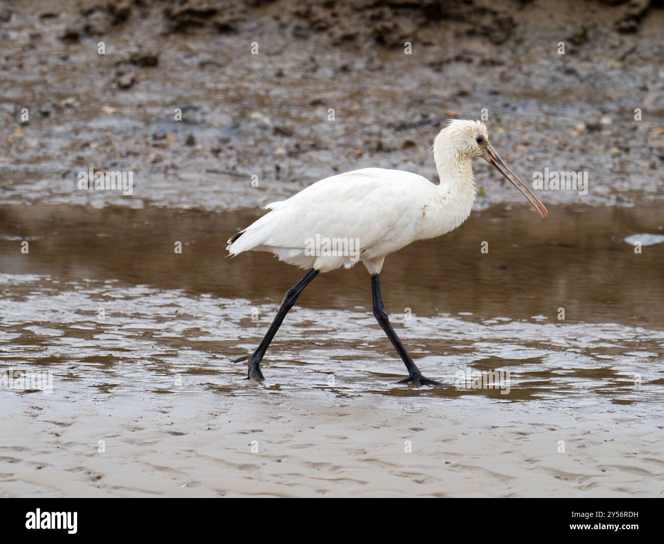 Eurasian Spoonbill, Platalea leucorodia in Cley Next the Sea, Norfolk ...