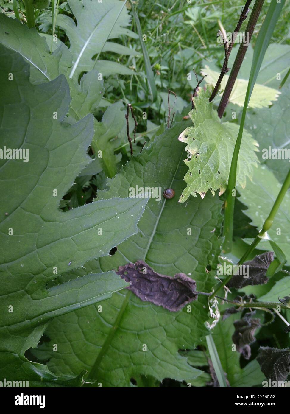 Helix Snails (Helicidae) Mollusca Stock Photo - Alamy