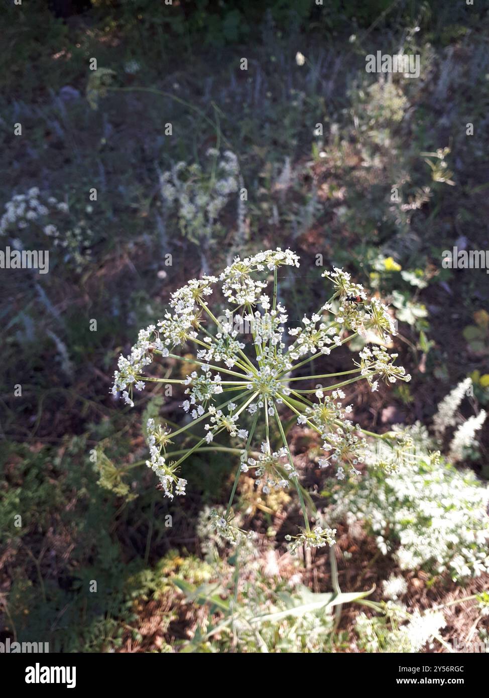 Mountain Parsley (Peucedanum oreoselinum) Plantae Stock Photo - Alamy