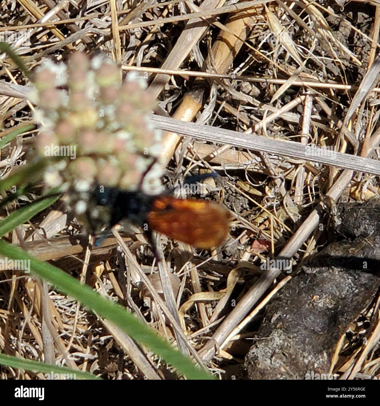 Thisbe's Tarantula-hawk Wasp (Pepsis thisbe) Insecta Stock Photo - Alamy