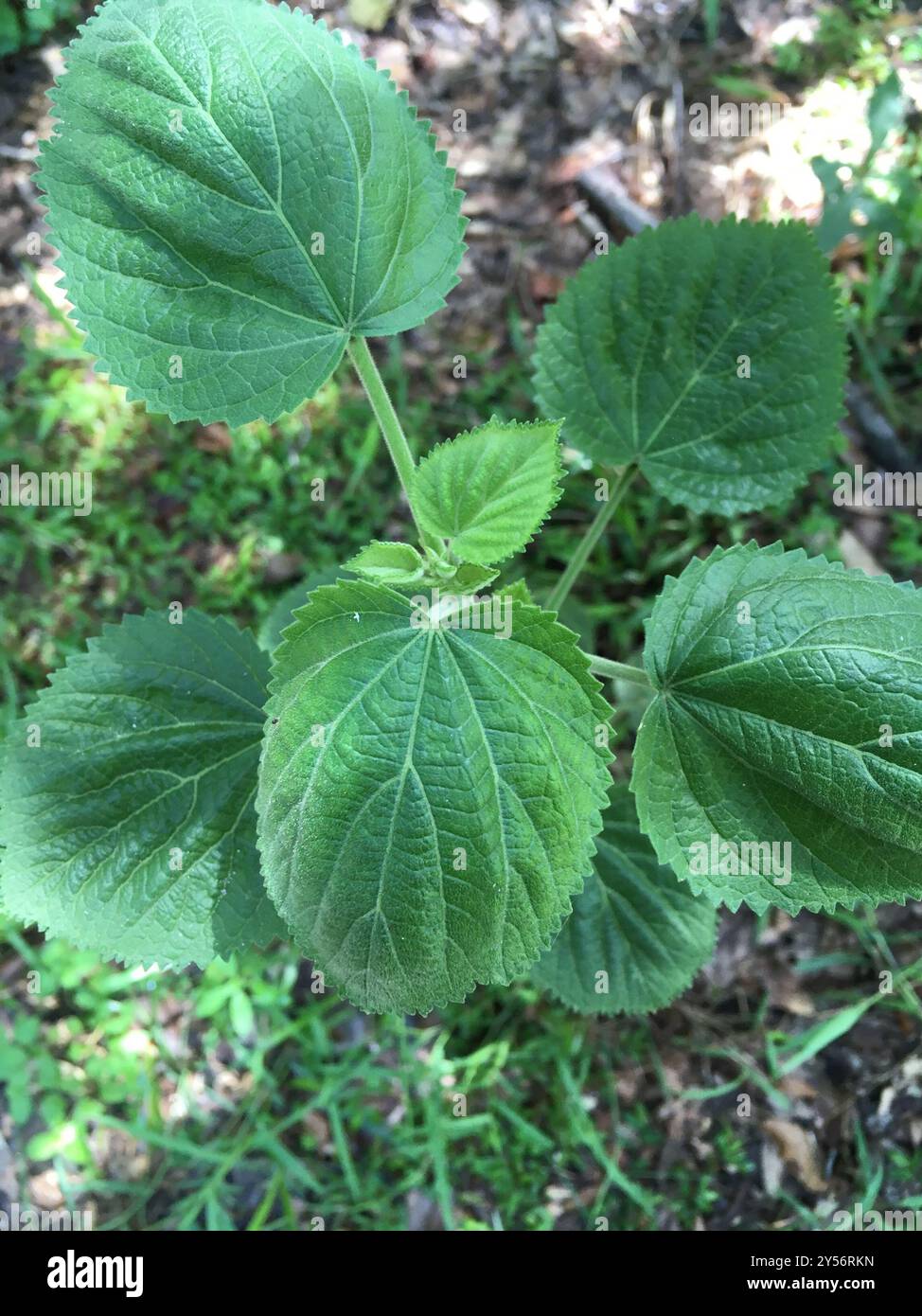 flannel weed (Sida cordifolia) Plantae Stock Photo - Alamy
