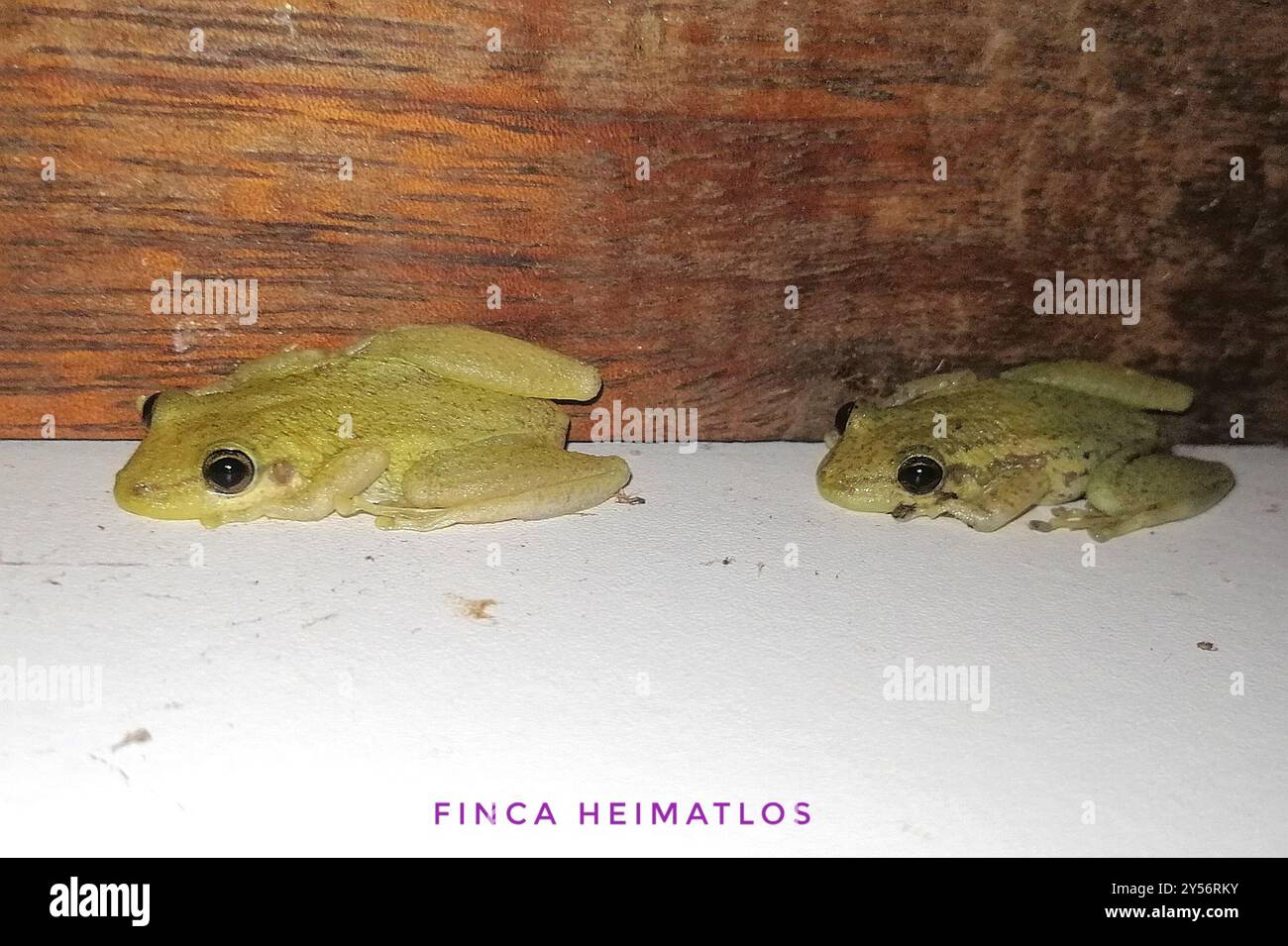 Red Snouted Tree Frog (Scinax ruber) Amphibia Stock Photo - Alamy