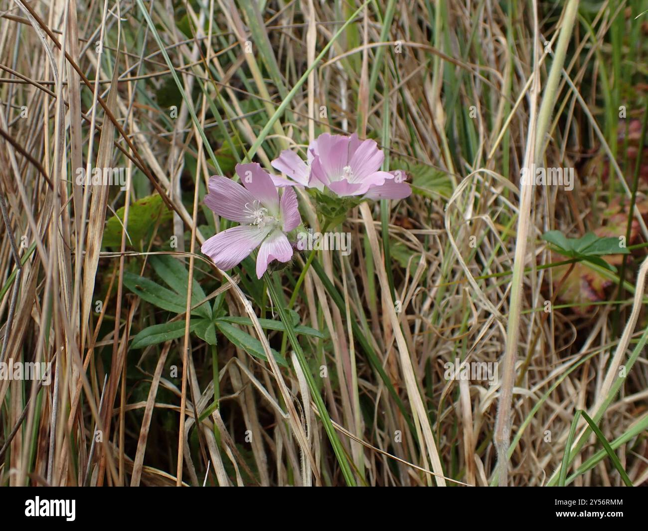Point Reyes checkerbloom (Sidalcea calycosa rhizomata) Plantae Stock ...