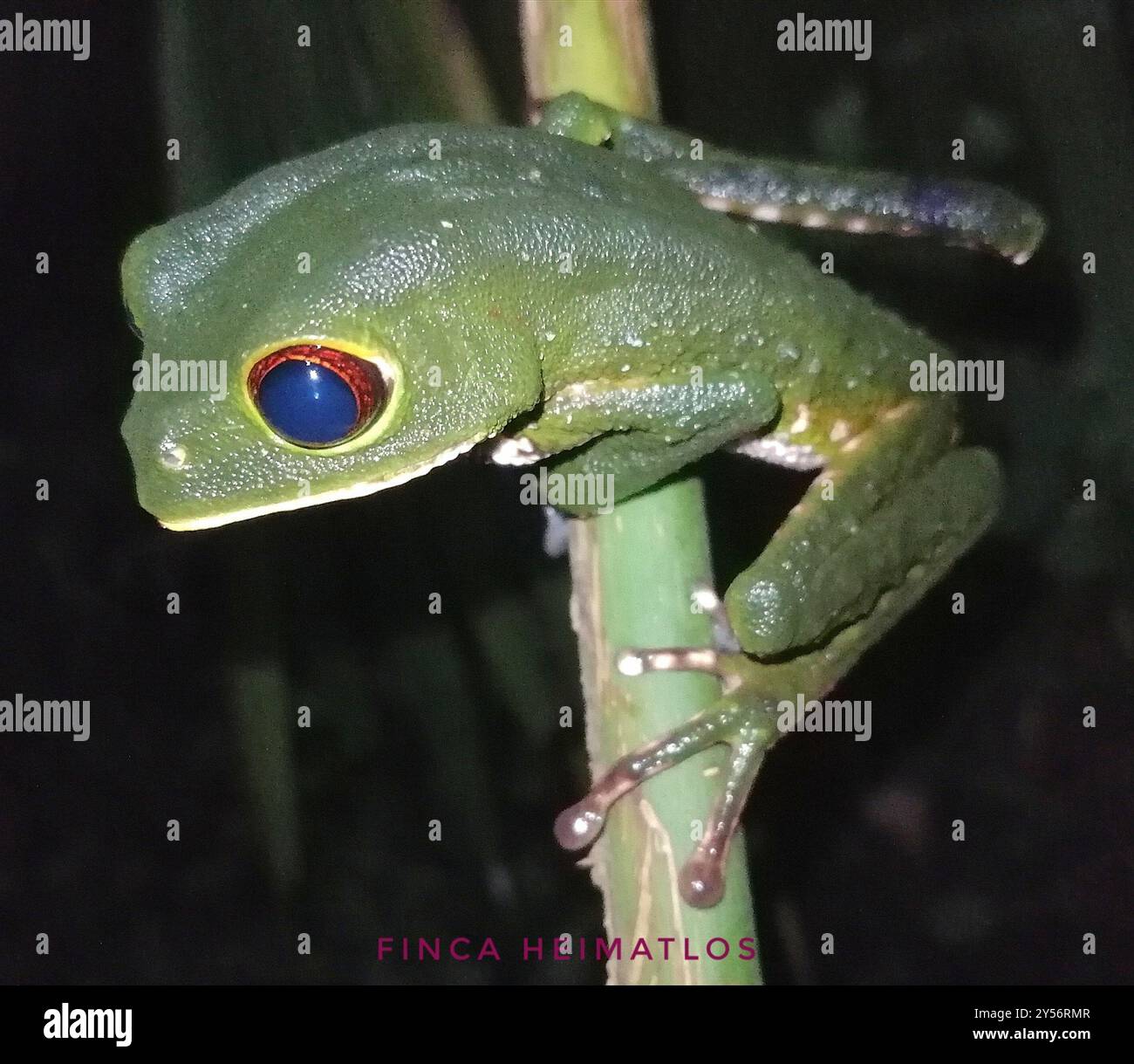 Tarsier Leaf Frog (Phyllomedusa tarsius) Amphibia Stock Photo - Alamy