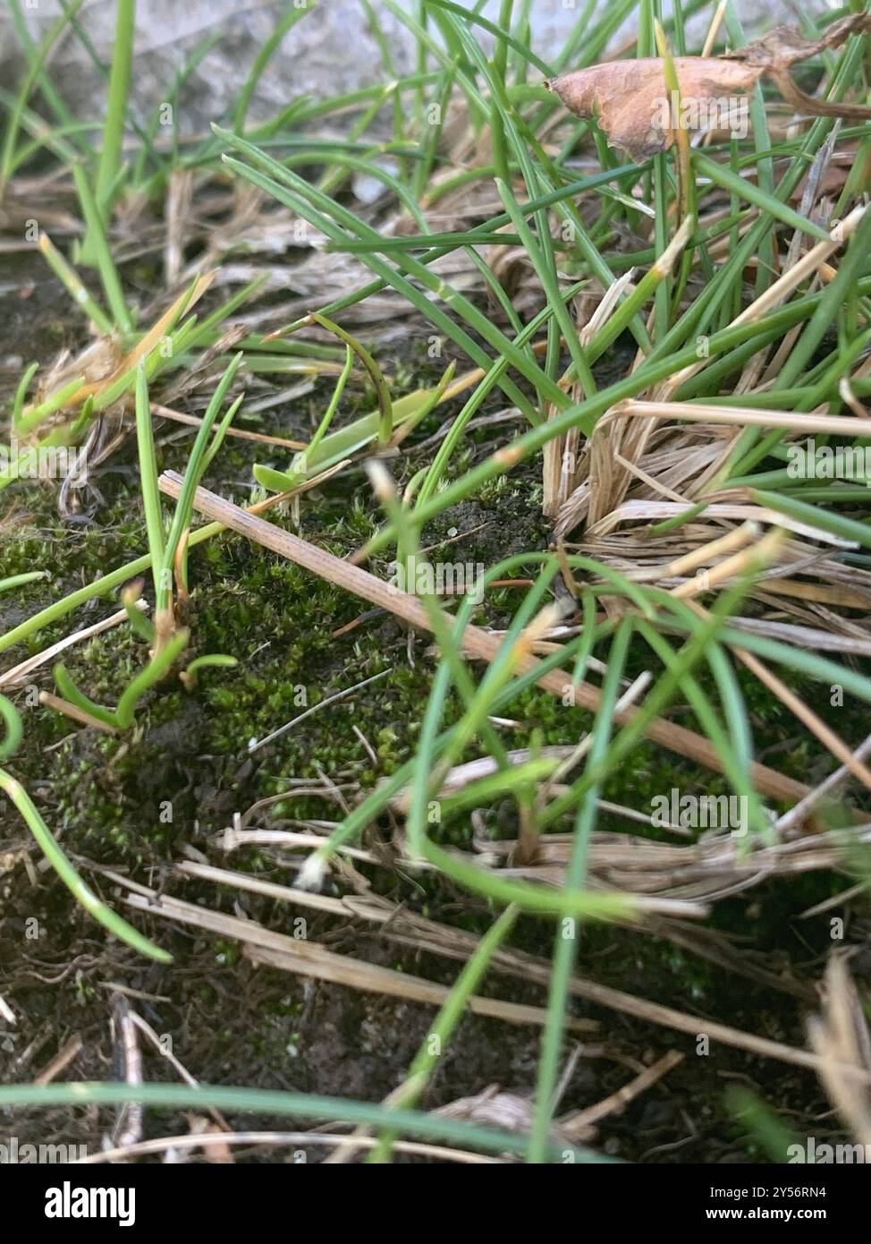 joint-toothed mosses (Bryopsida) Plantae Stock Photo - Alamy