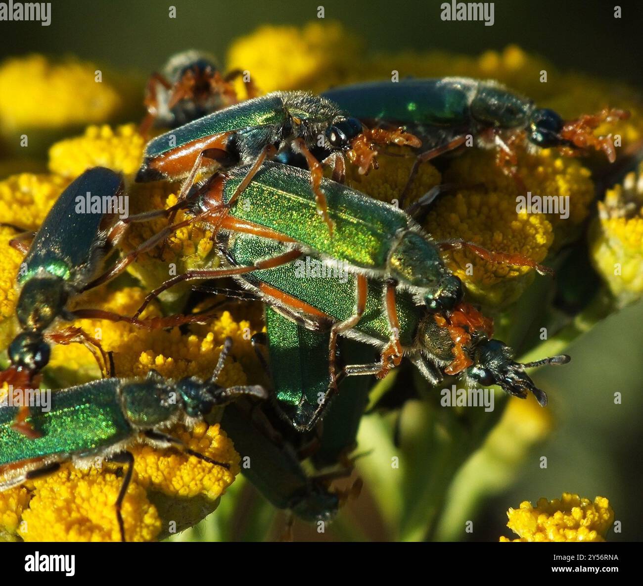 (Cerocoma schreberi) Insecta Stock Photo - Alamy