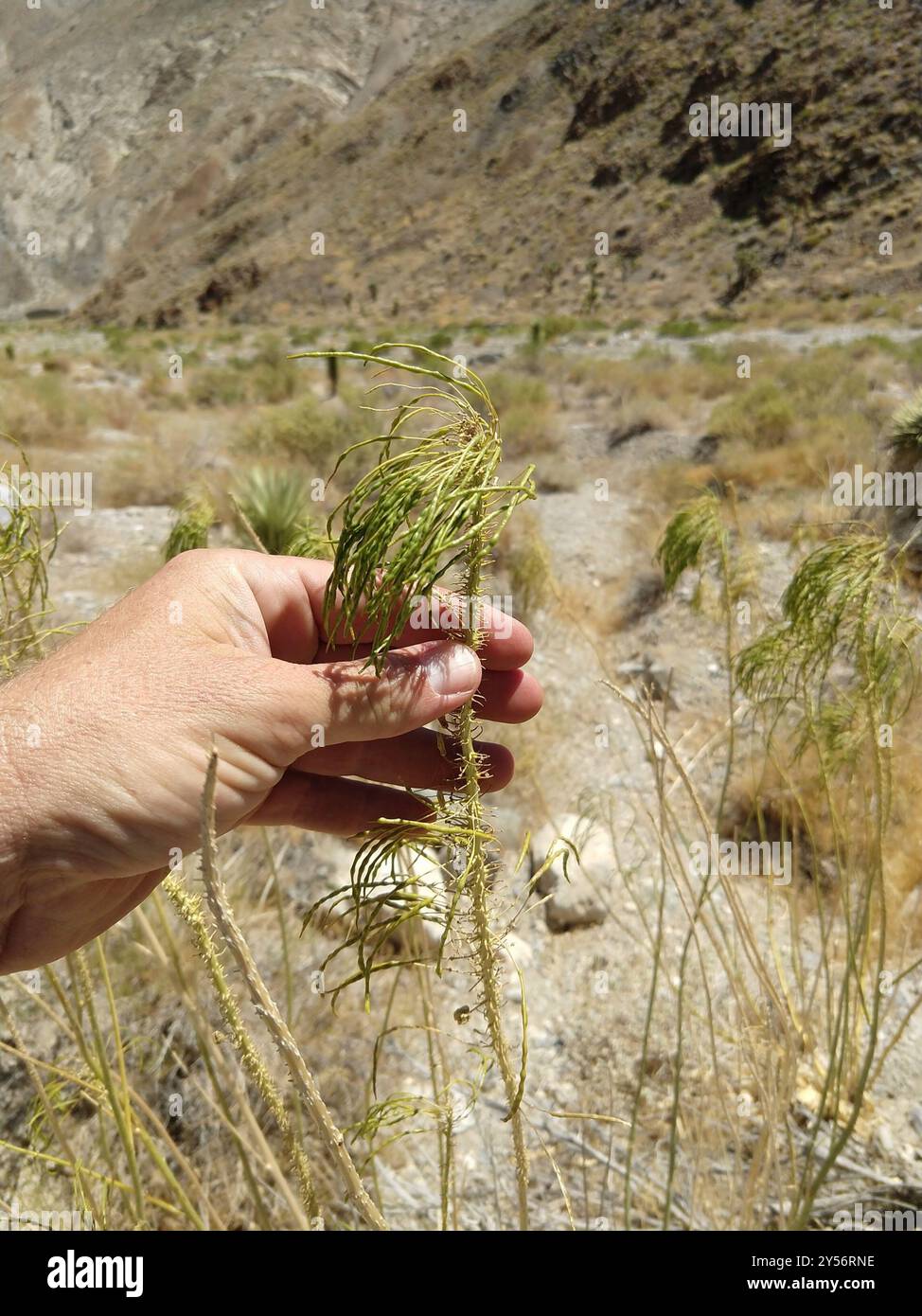 Panamint Prince's Plume (Stanleya elata) Plantae Stock Photo - Alamy
