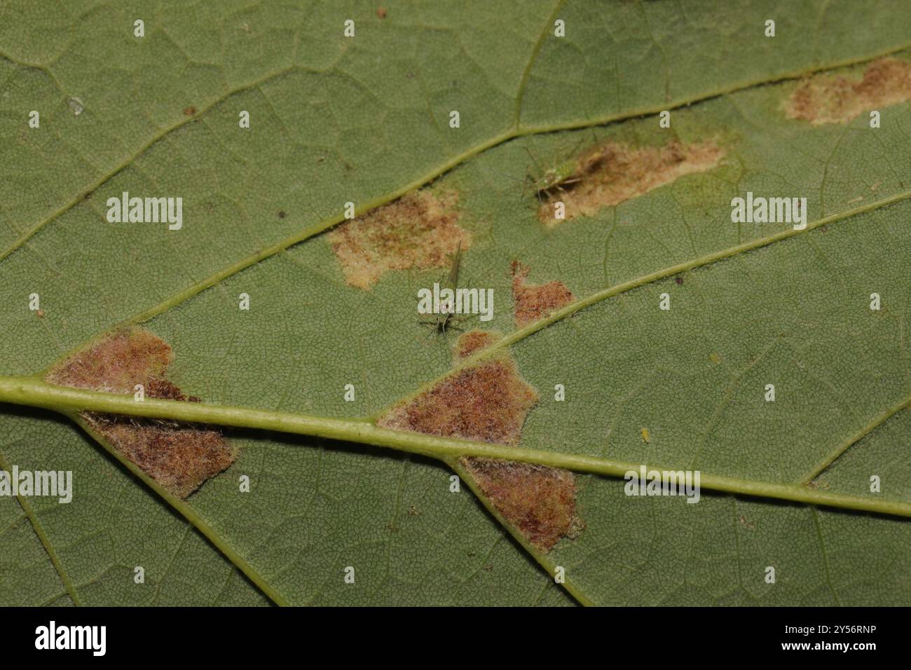 Sycamore Felt Gall Mite (Aceria pseudoplatani) Arachnida Stock Photo ...