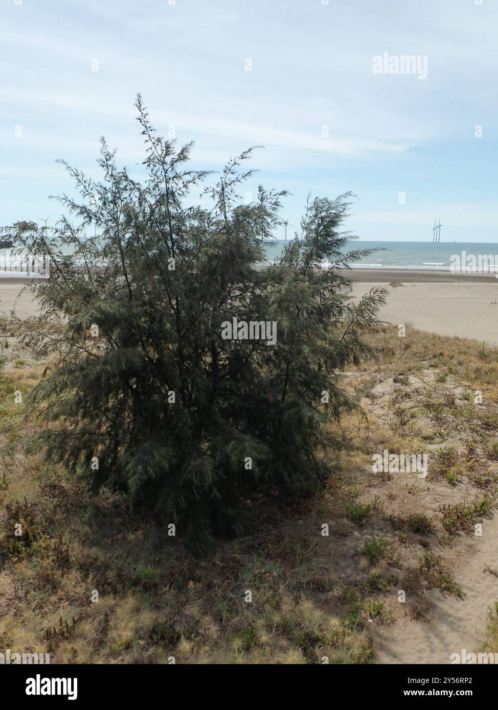 Beach Sheoak (Casuarina equisetifolia) Plantae Stock Photo - Alamy