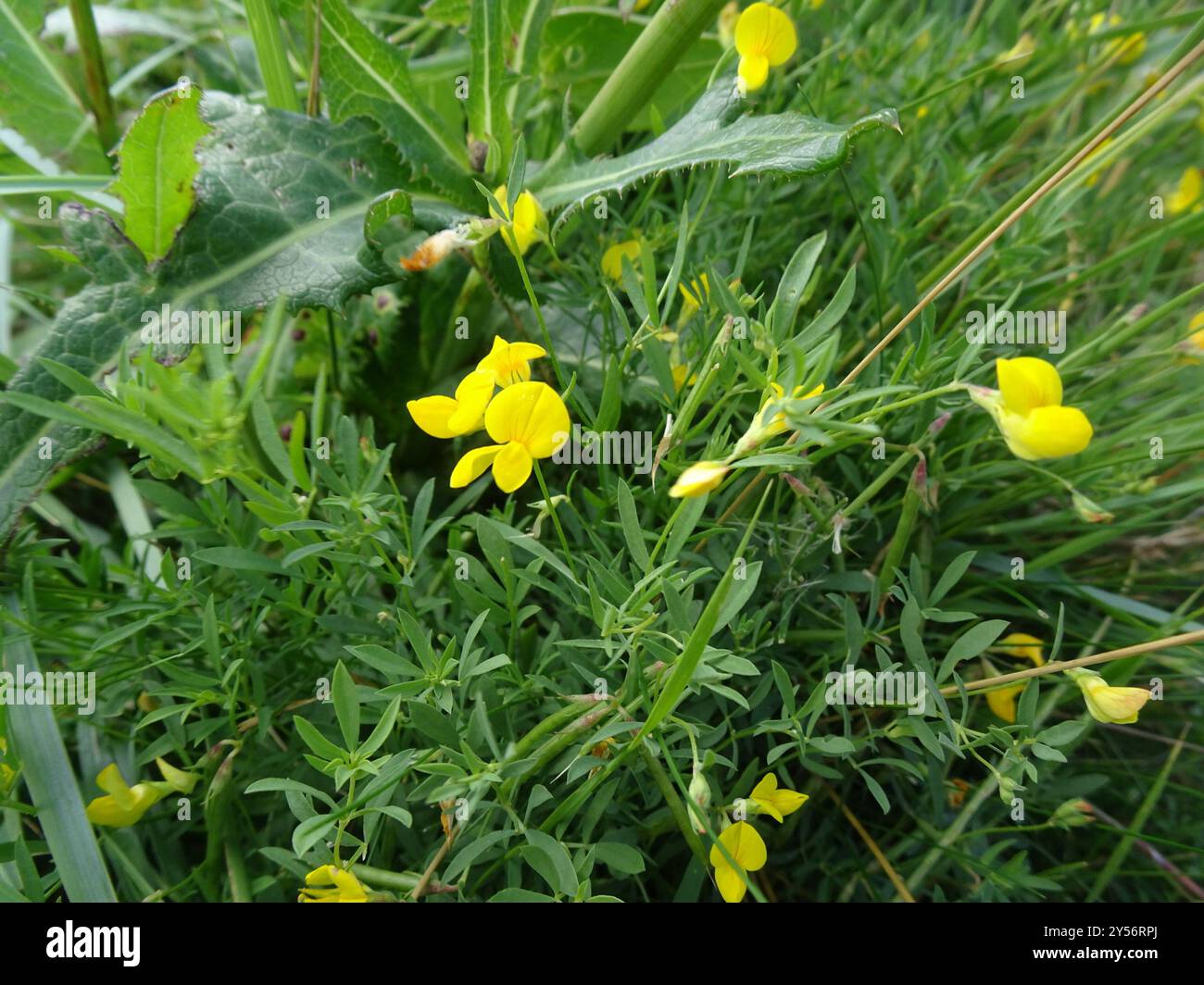 meadow pea (Lathyrus pratensis) Plantae Stock Photo - Alamy