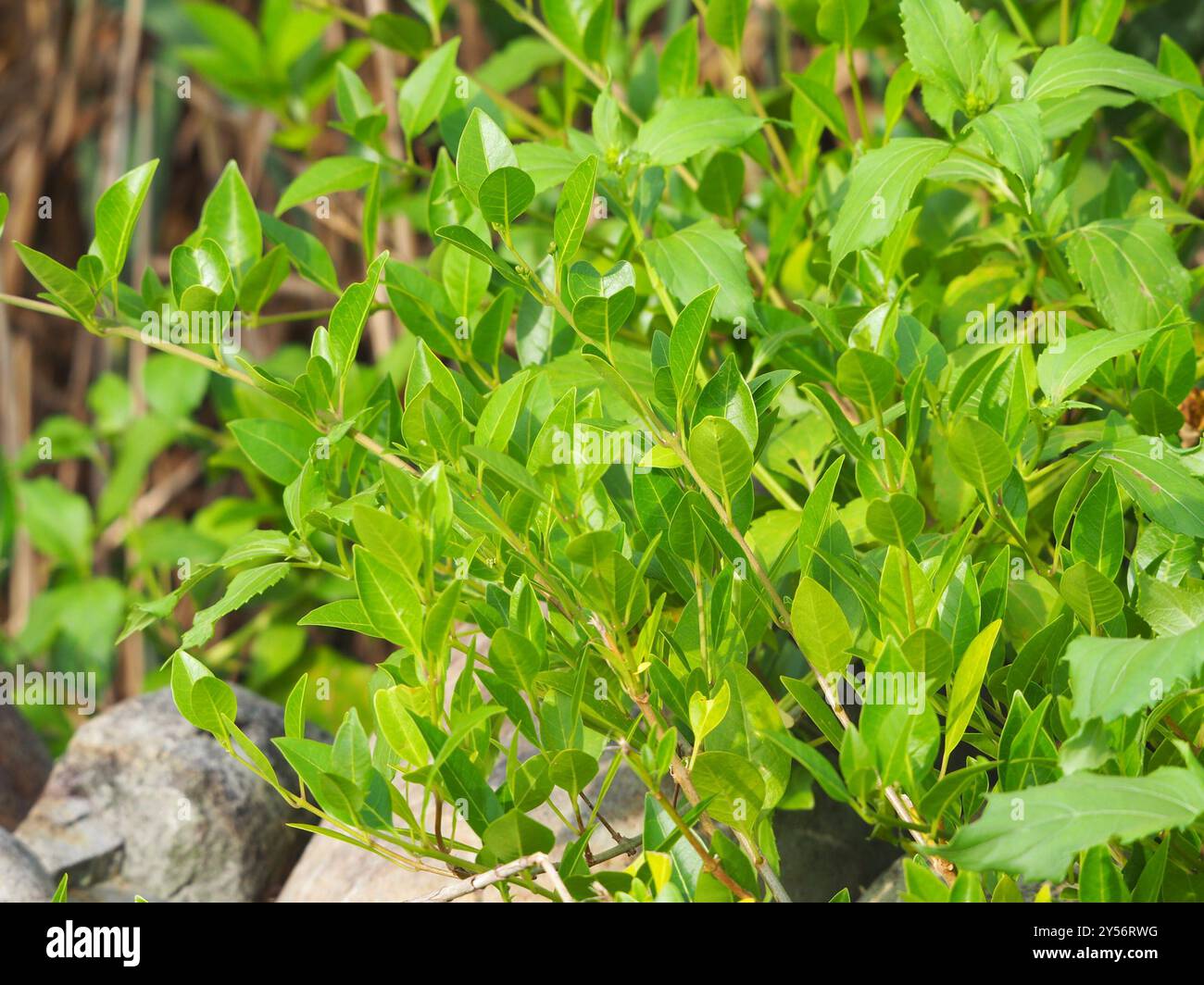scrambling clerodendrum (Volkameria inermis) Plantae Stock Photo - Alamy