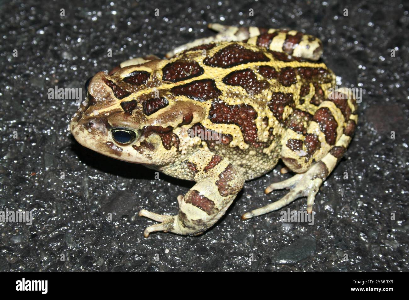 Western Leopard Toad (Sclerophrys pantherina) Amphibia Stock Photo - Alamy