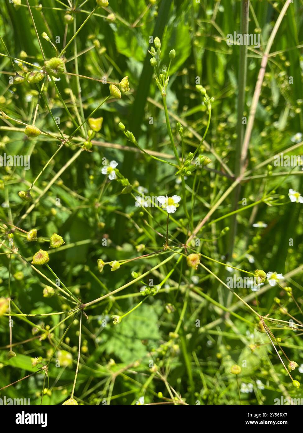 northern water-plantain (Alisma triviale) Plantae Stock Photo - Alamy