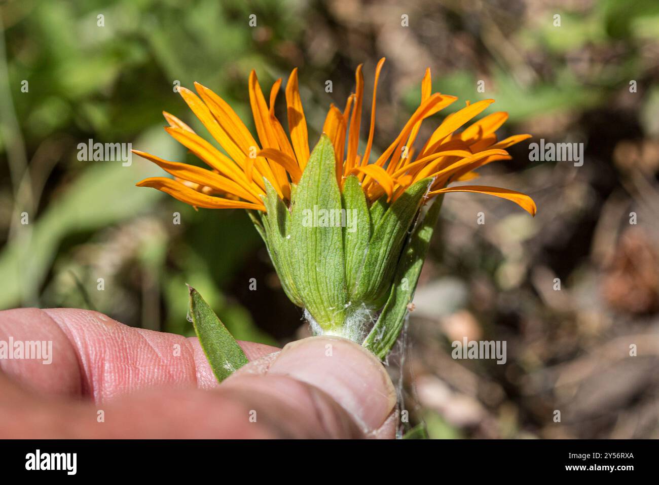curlyhead goldenweed (Pyrrocoma crocea) Plantae Stock Photo - Alamy