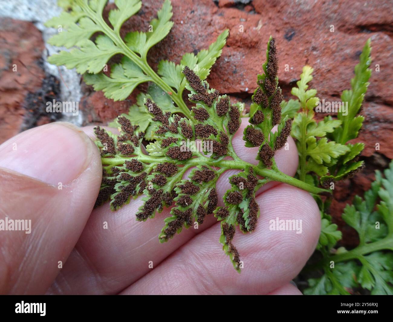 black spleenwort (Asplenium adiantum-nigrum) Plantae Stock Photo - Alamy