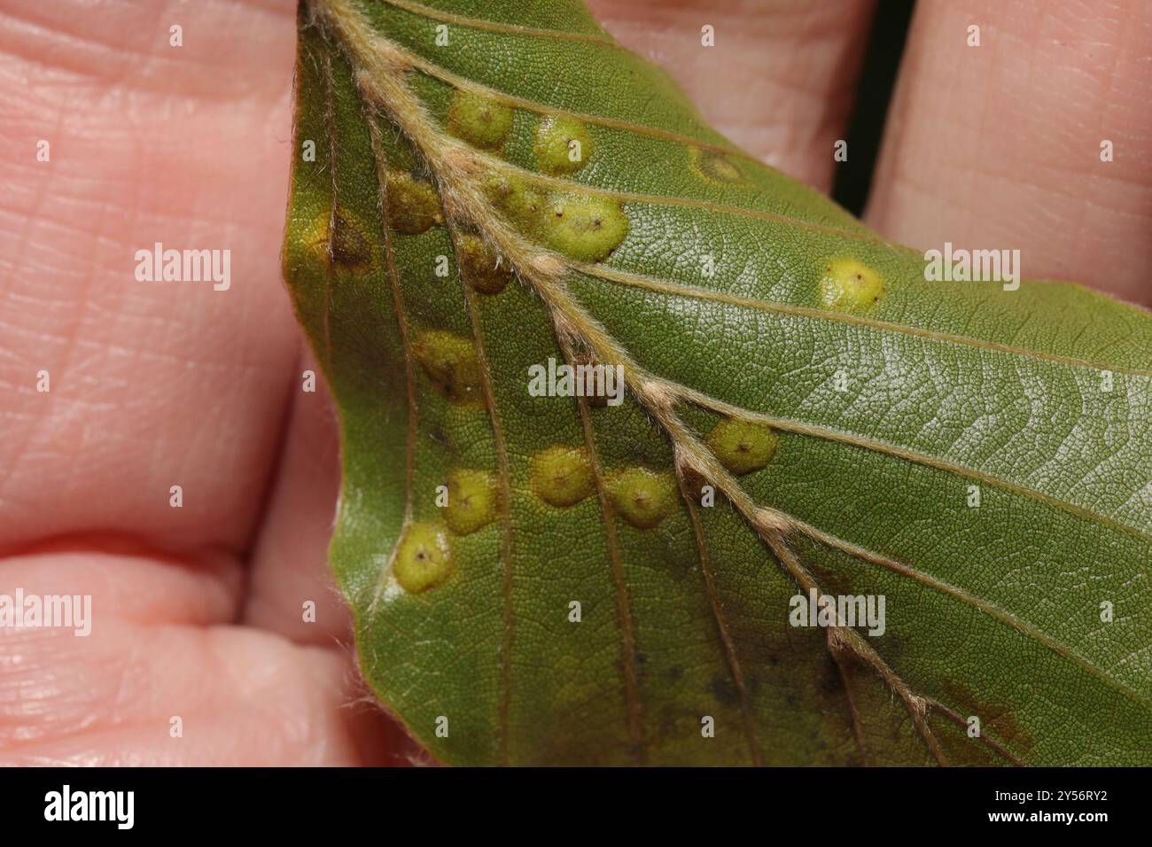 Hairy beech gall hi-res stock photography and images - Alamy