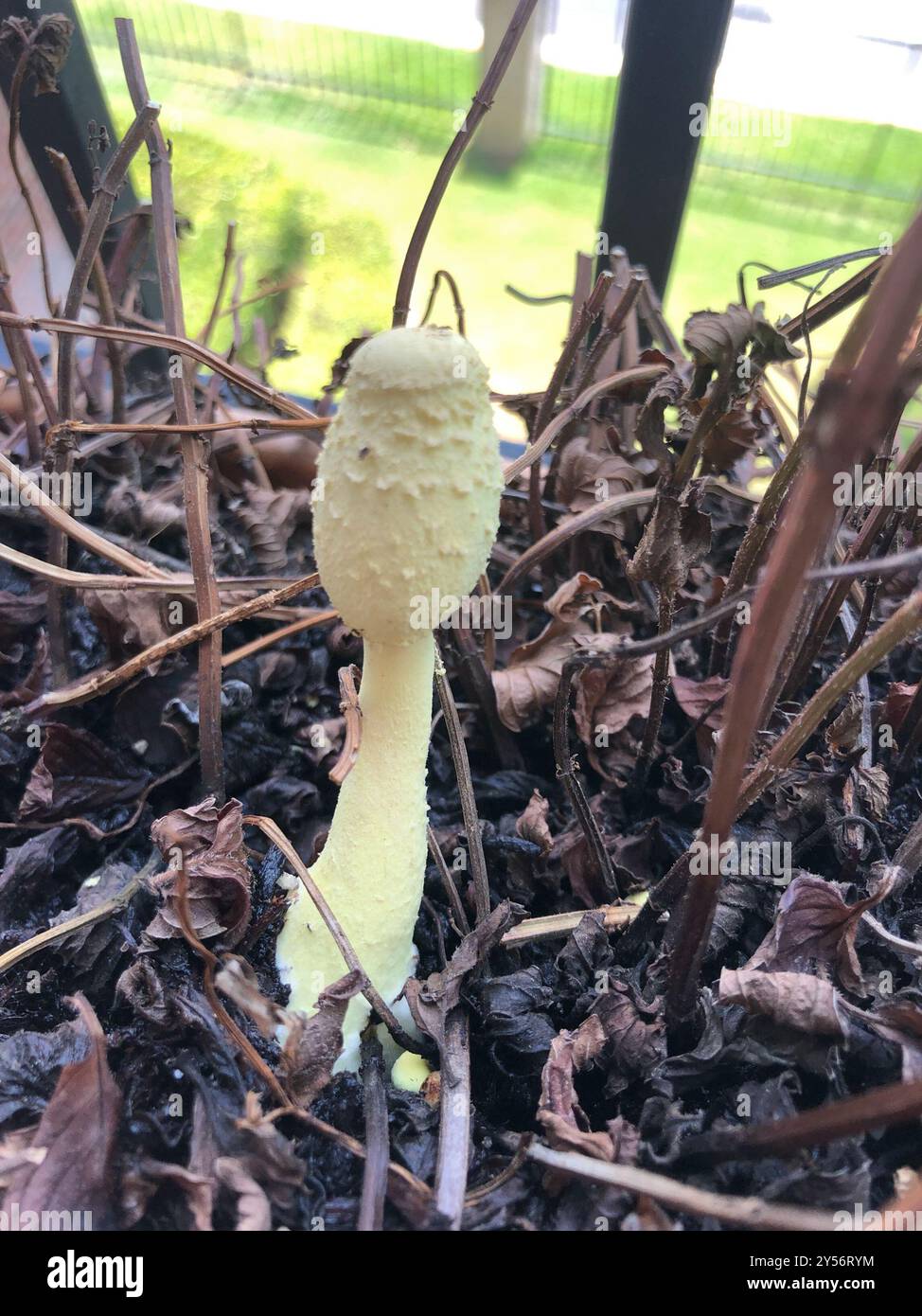flowerpot parasol (Leucocoprinus birnbaumii) Fungi Stock Photo - Alamy