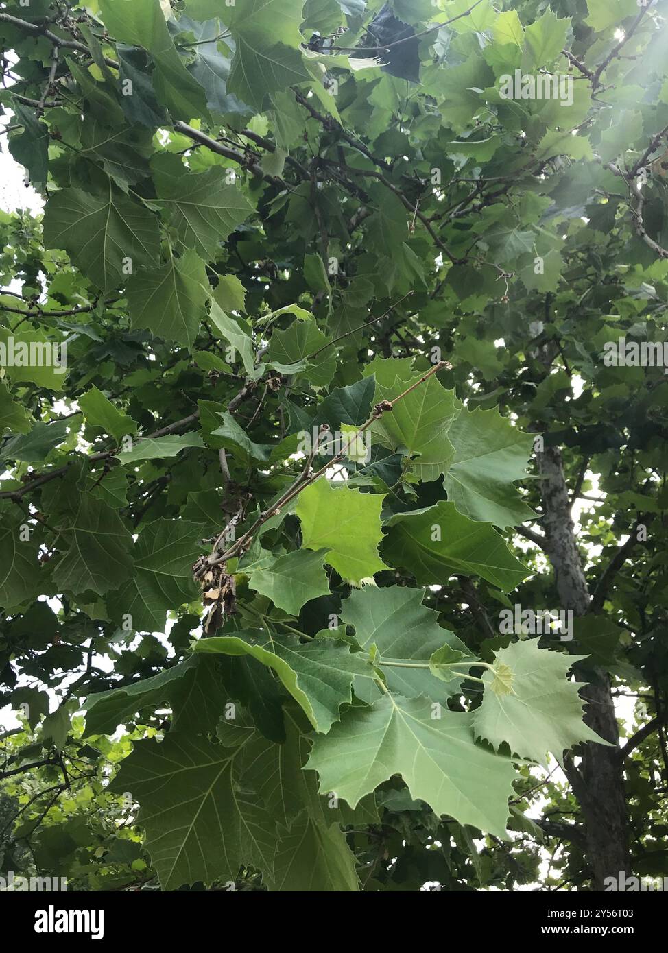 American sycamore (Platanus occidentalis) Plantae Stock Photo - Alamy
