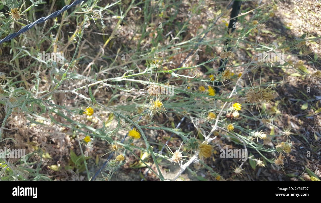 Yellow Star-Thistle (Centaurea solstitialis) Plantae Stock Photo - Alamy