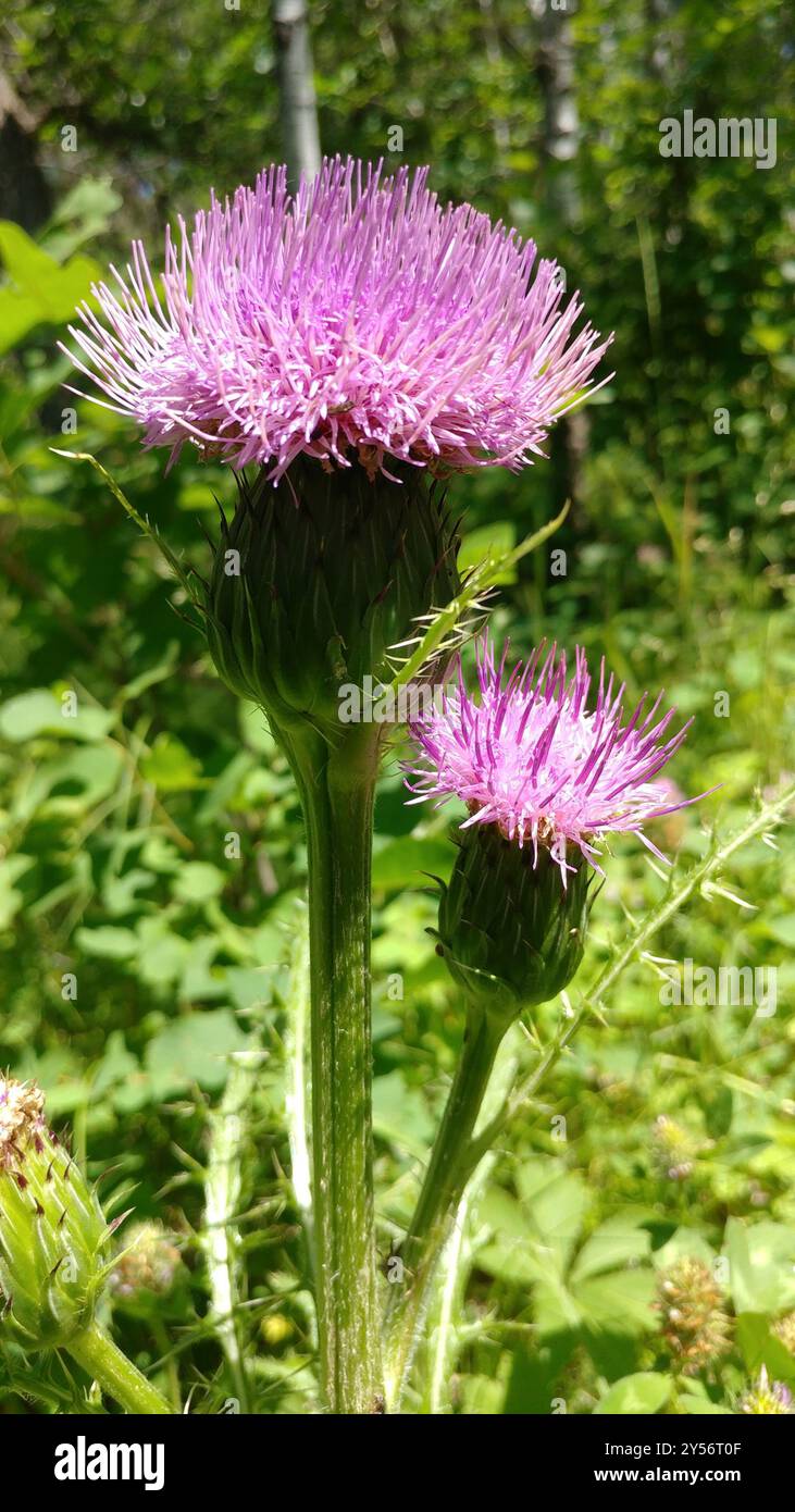 dwarf thistle (Cirsium drummondii) Plantae Stock Photo - Alamy