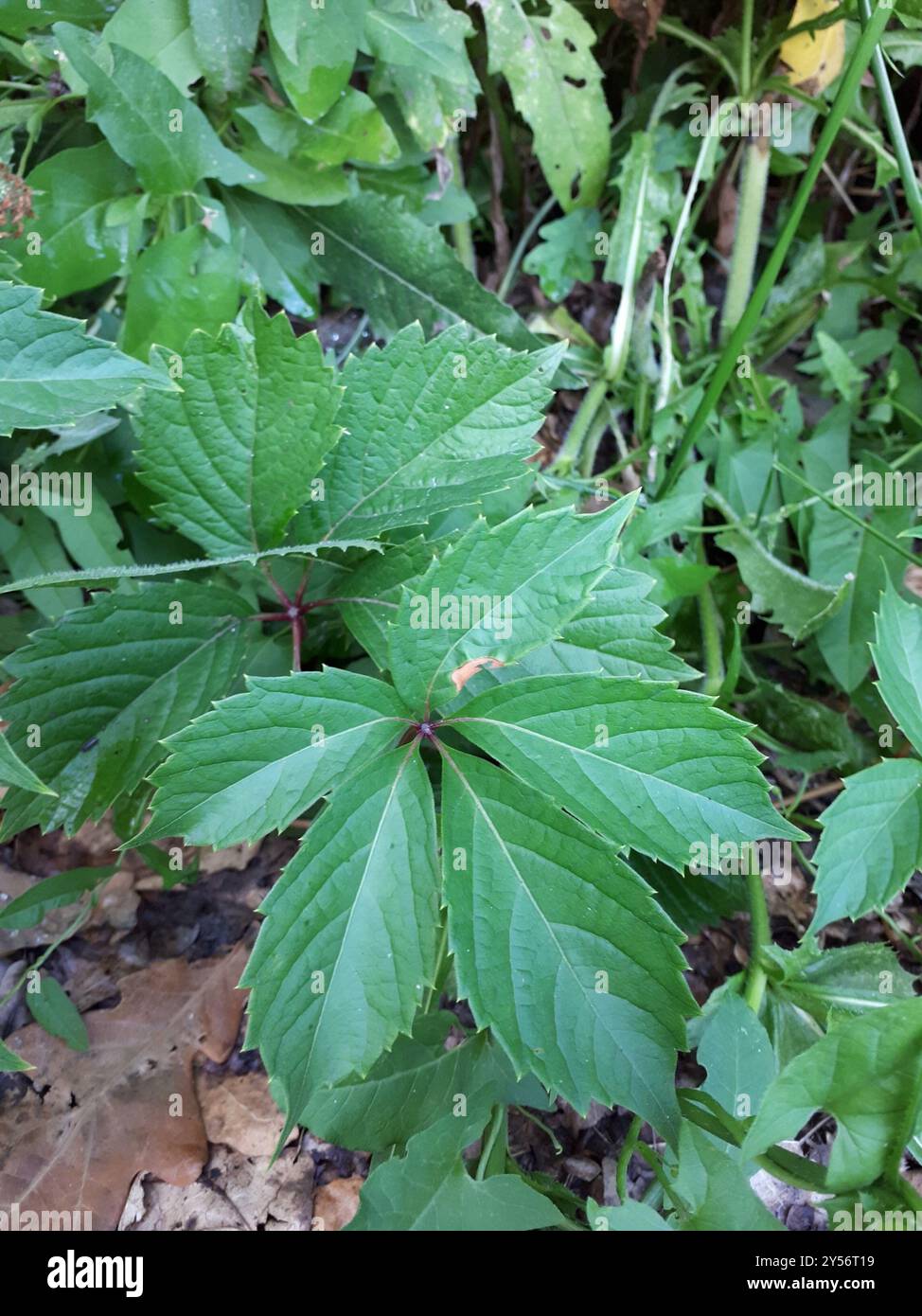 thicket creeper (Parthenocissus inserta) Plantae Stock Photo - Alamy
