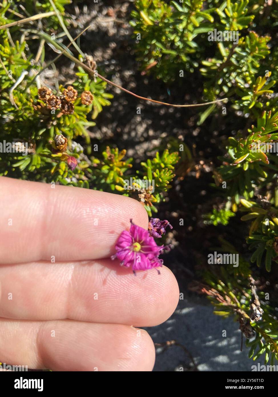 Purple Mountain-heath (Phyllodoce breweri) Plantae Stock Photo - Alamy