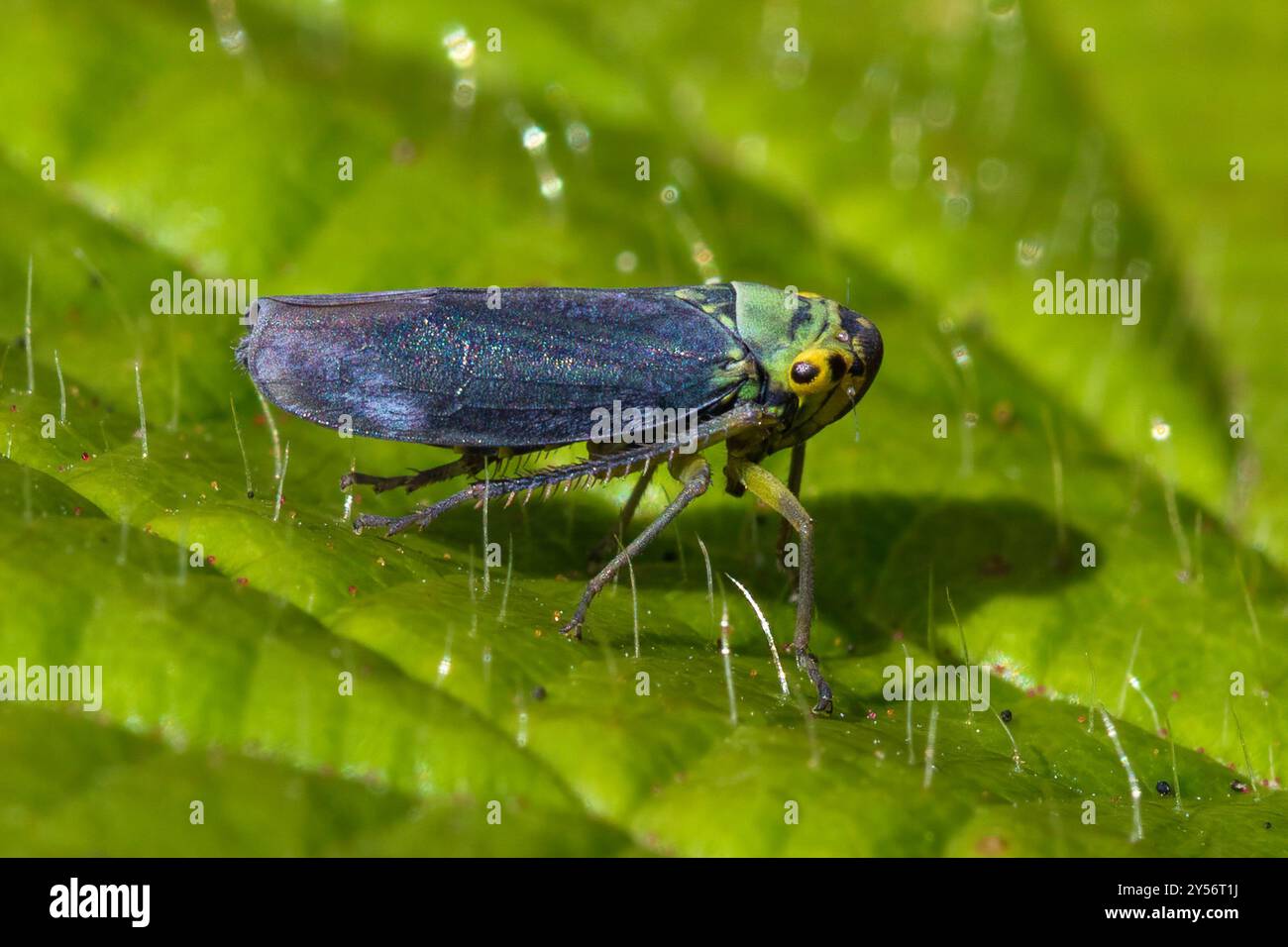 Green Leafhopper (Cicadella viridis) Insecta Stock Photo - Alamy