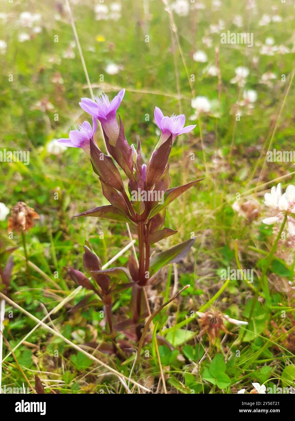 dwarf gentians (Gentianella) Plantae Stock Photo - Alamy