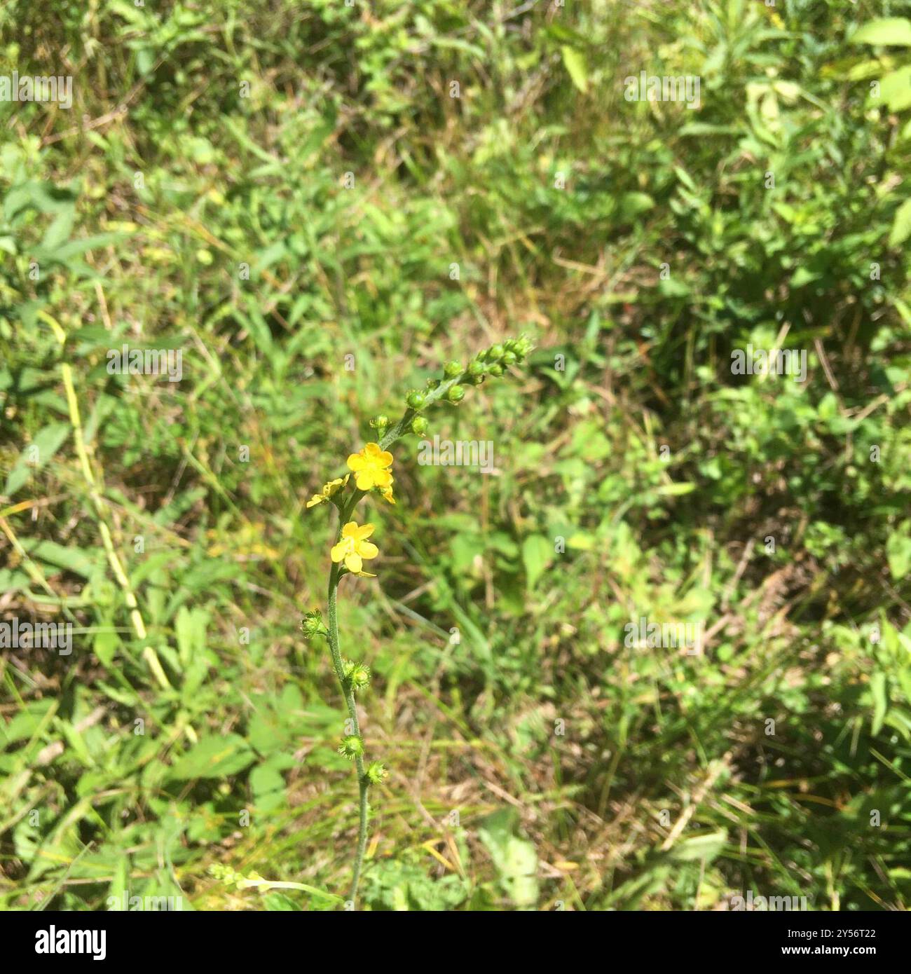 common agrimony (Agrimonia eupatoria) Plantae Stock Photo - Alamy