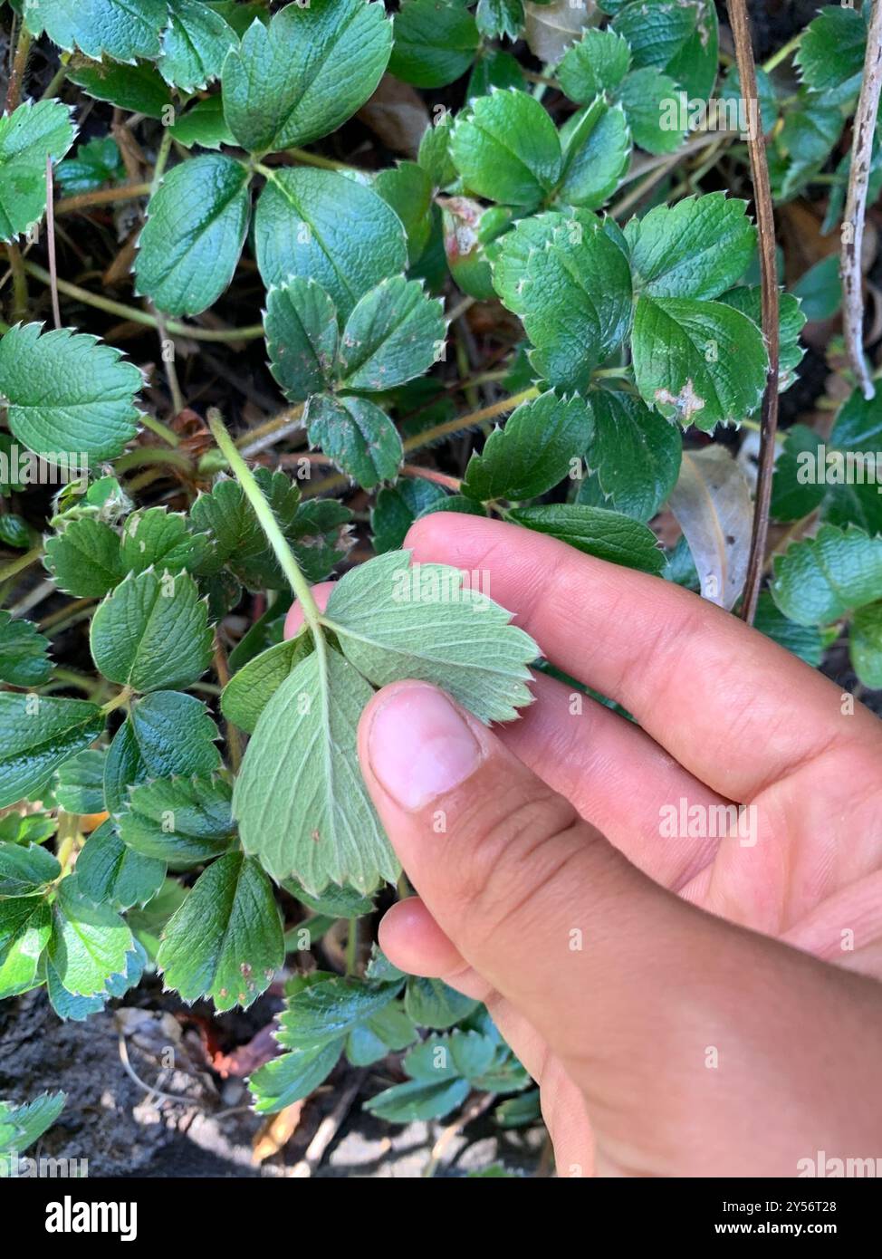 beach strawberry (Fragaria chiloensis) Plantae Stock Photo - Alamy